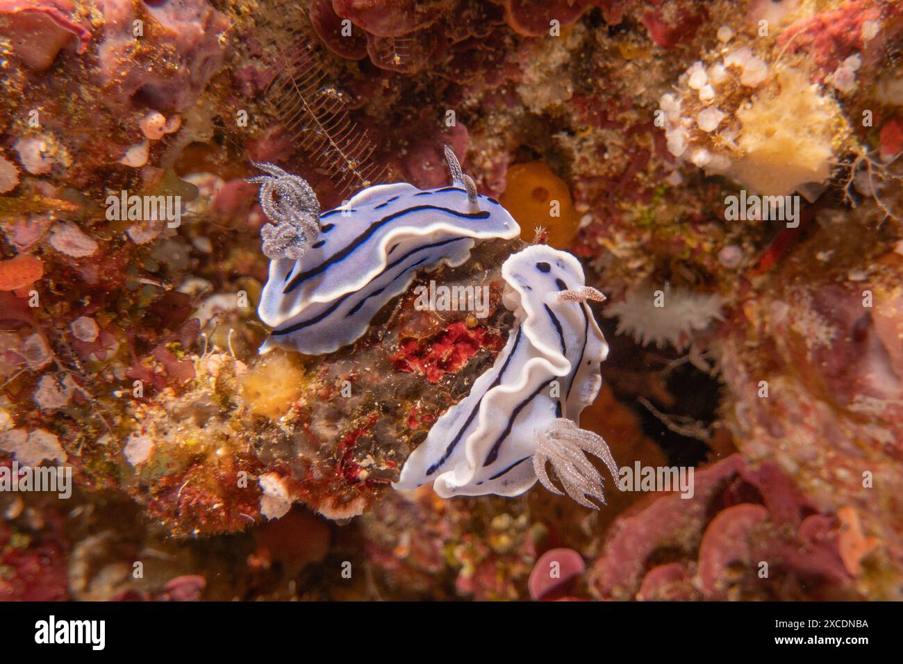 Sea slug at the tubbataha reef national park Philippines Stock Photo ...