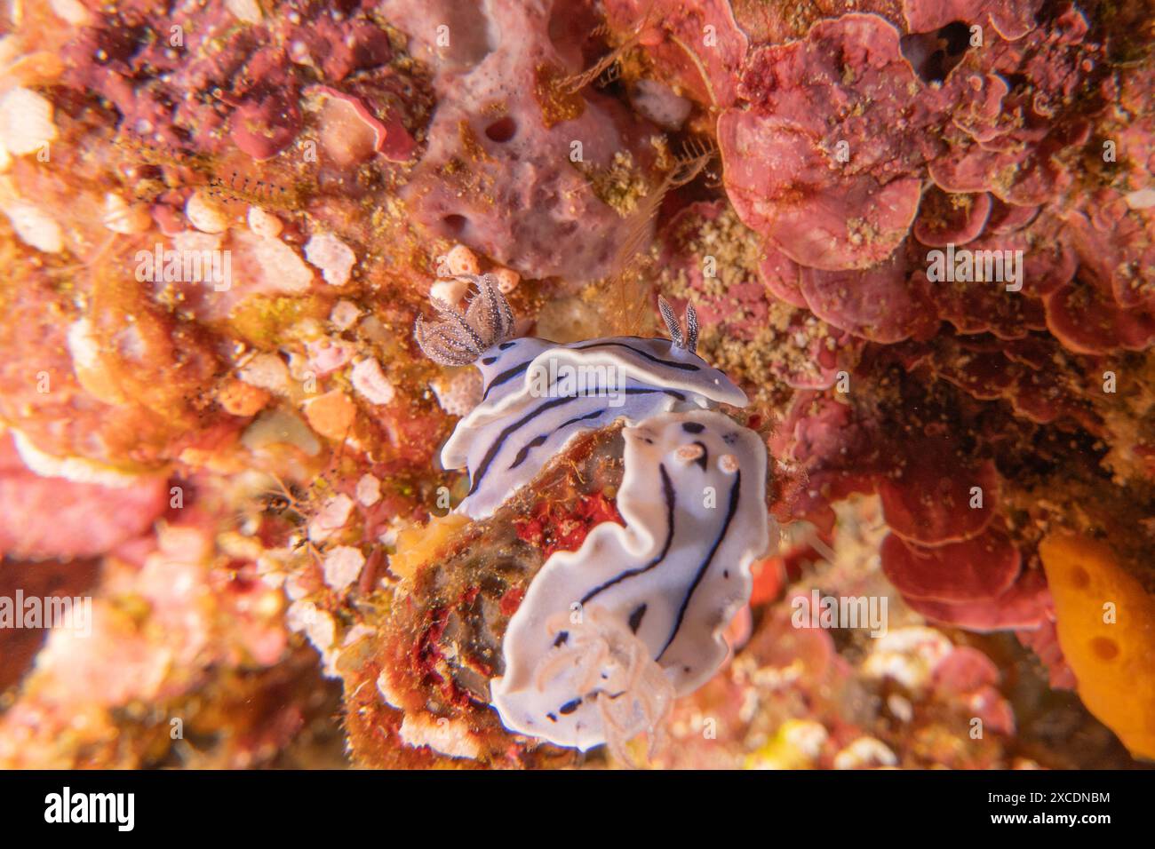 Sea slug at the tubbataha reef national park Philippines Stock Photo ...