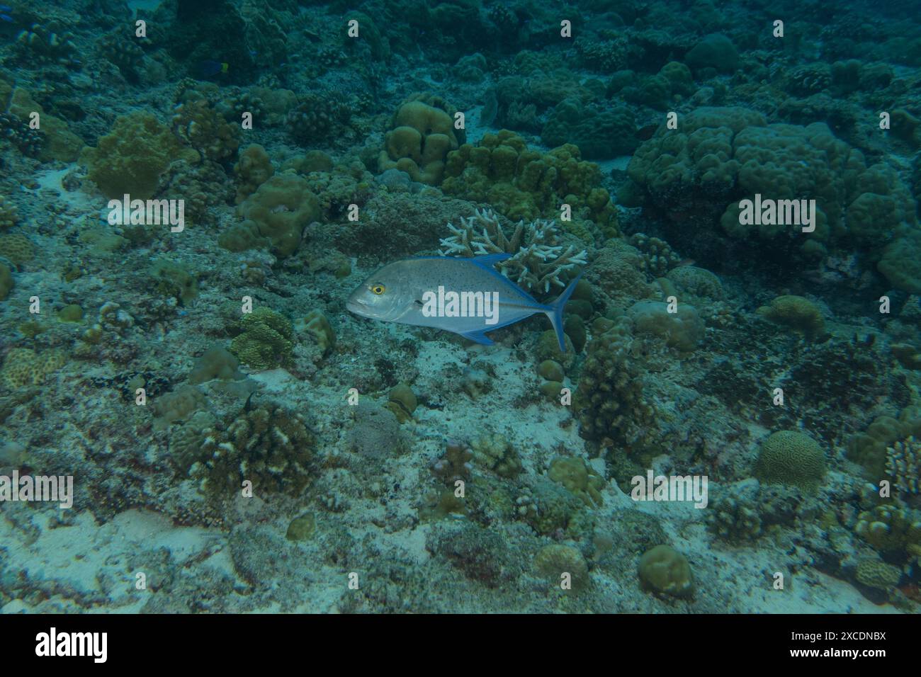 Fish swim at the Tubbataha Reefs national park Philippines Stock Photo ...
