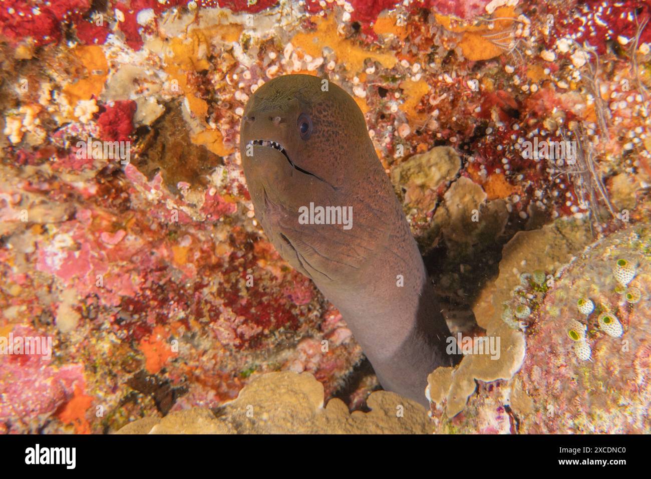 Moray eel Mooray lycodontis undulatus at the Tubbataha reef Philippines ...