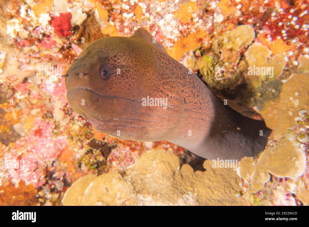Moray eel Mooray lycodontis undulatus at the Tubbataha reef Philippines ...