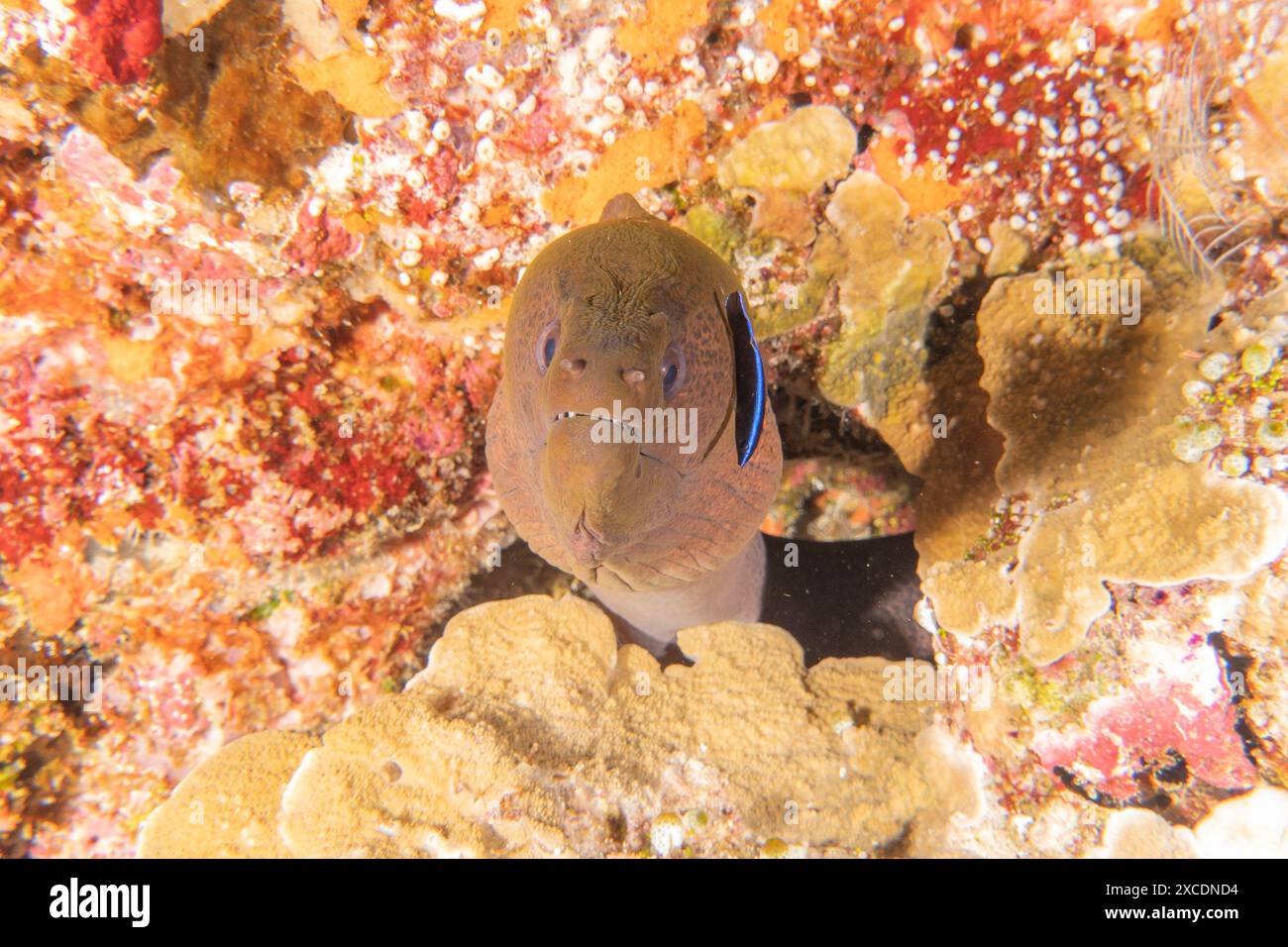 Moray eel Mooray lycodontis undulatus at the Tubbataha reef Philippines ...