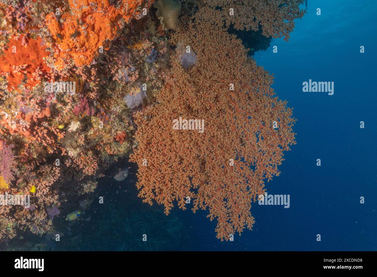 Coral reef and water plants at the Tubbataha Reefs, Philippines Stock ...