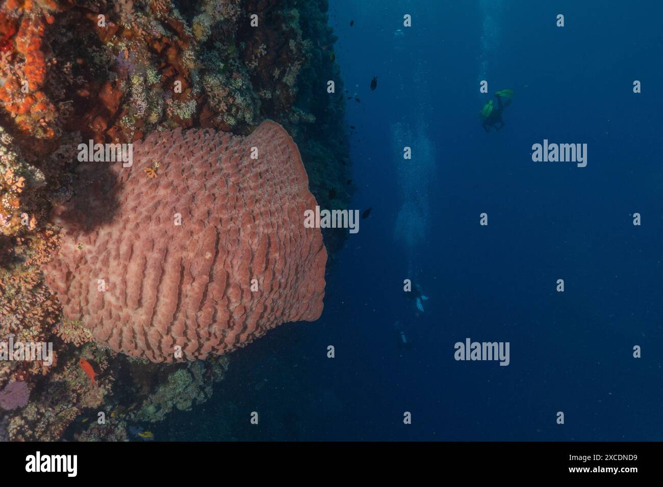 Coral reef and water plants at the Tubbataha Reefs, Philippines Stock ...