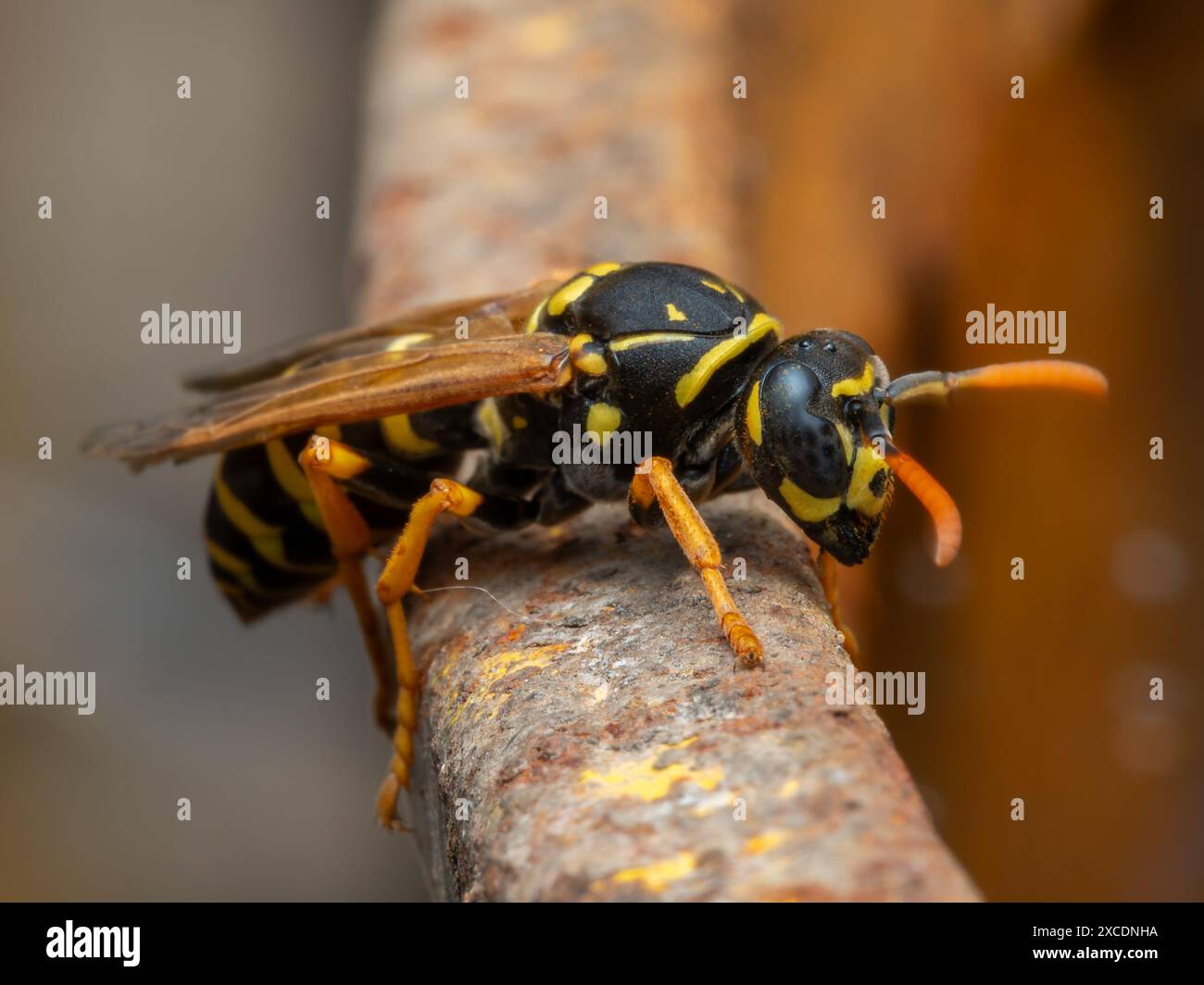 Wasp - Vespidae Stock Photo - Alamy