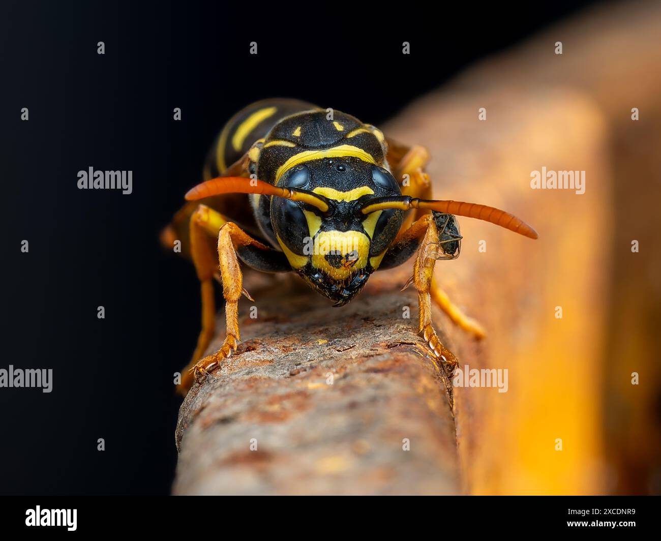 Wasp - Vespidae Stock Photo - Alamy