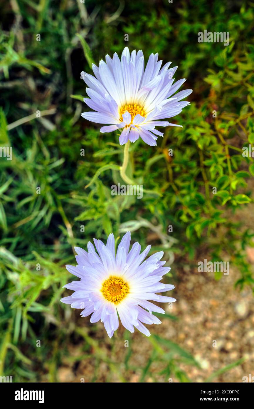 Violet flowering Mojave aster; Joshua Tree National Park; California ...