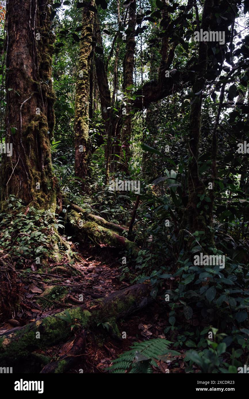 Moss in the jungle hi-res stock photography and images - Alamy