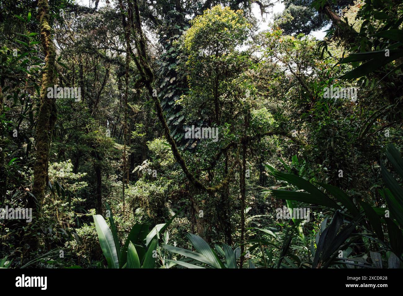 A mess of vegetation with creepers and mosses in the lush jungle in ...