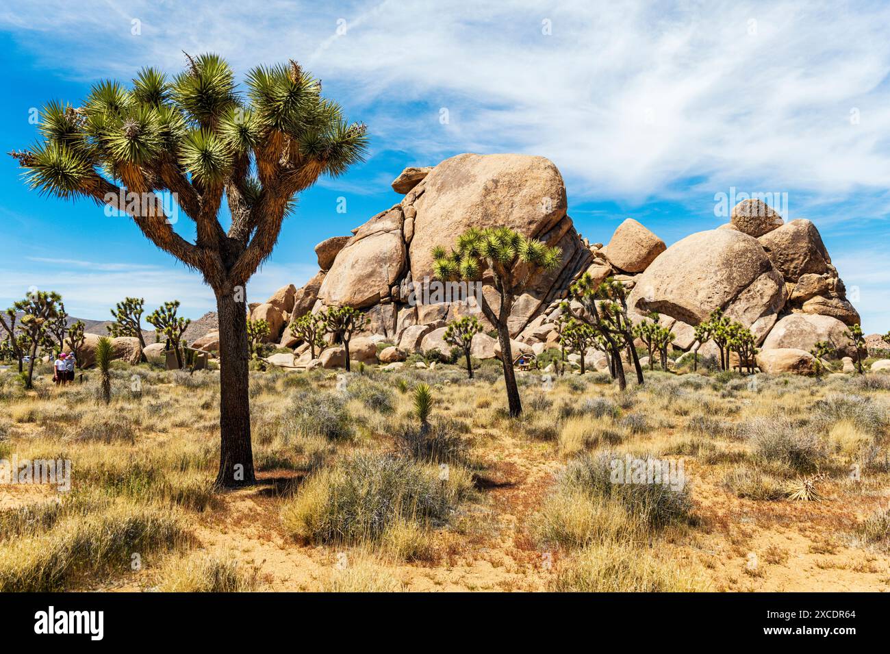 Cap Rock; Joshua Trees; Joshua Tree National Park; southern California ...