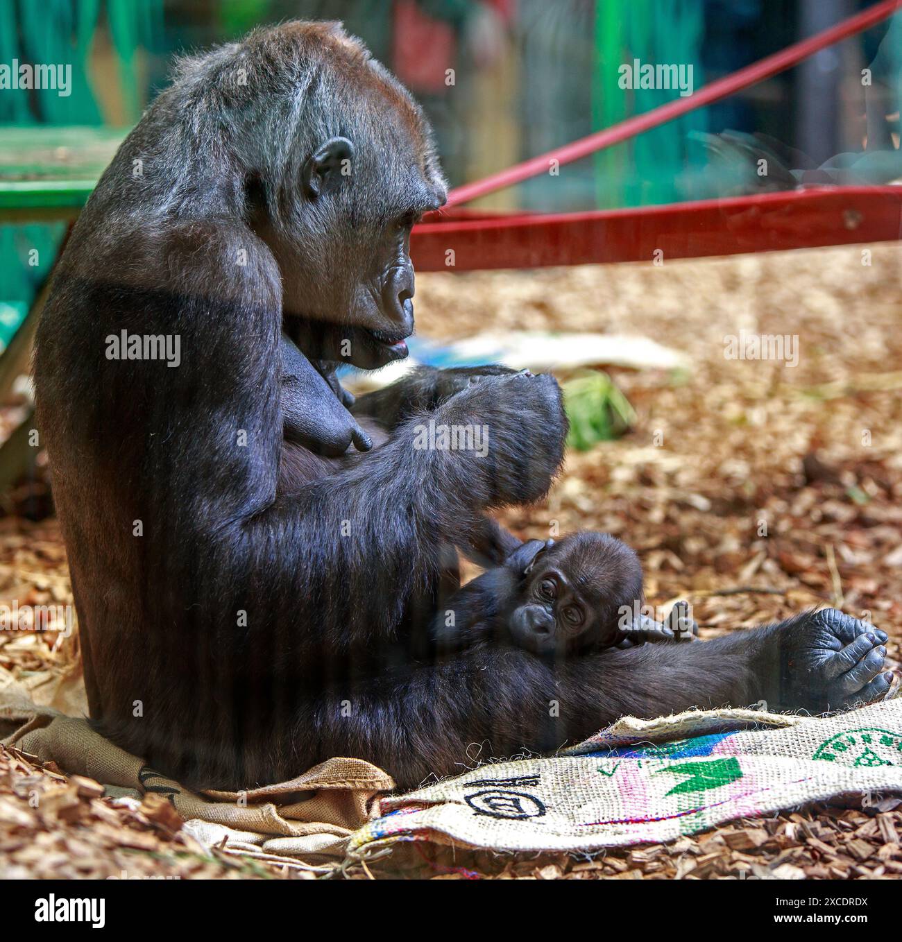 Baby gorilla resting on hi-res stock photography and images - Alamy
