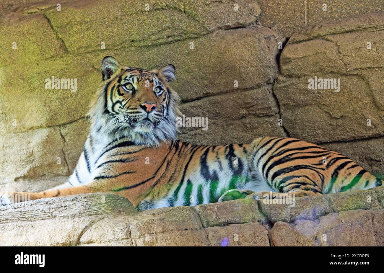 Besutiful Sumatran Tiger looking alert and rsting on a stone wall p ...