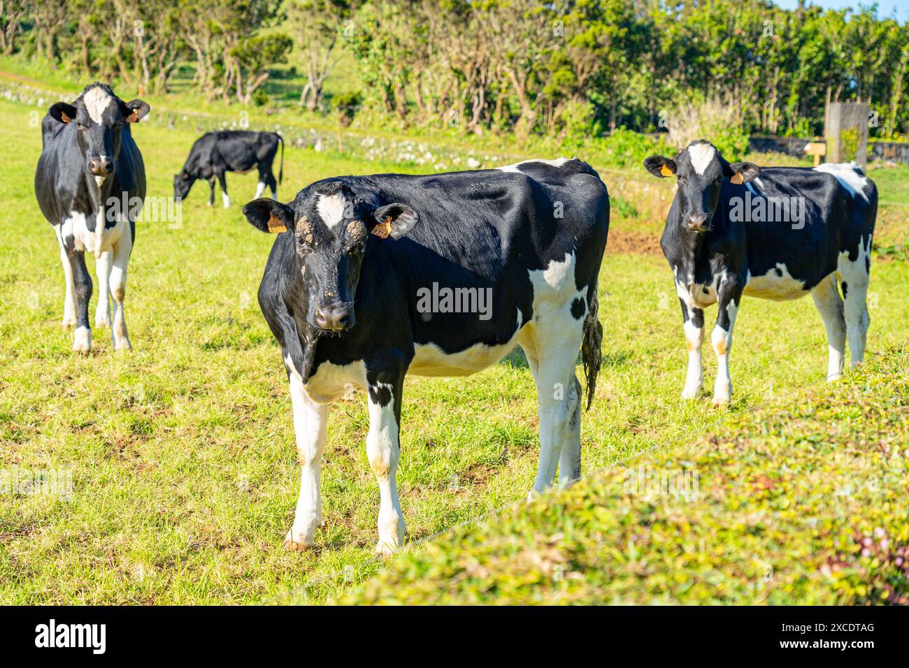 Skin of cows hi-res stock photography and images - Alamy