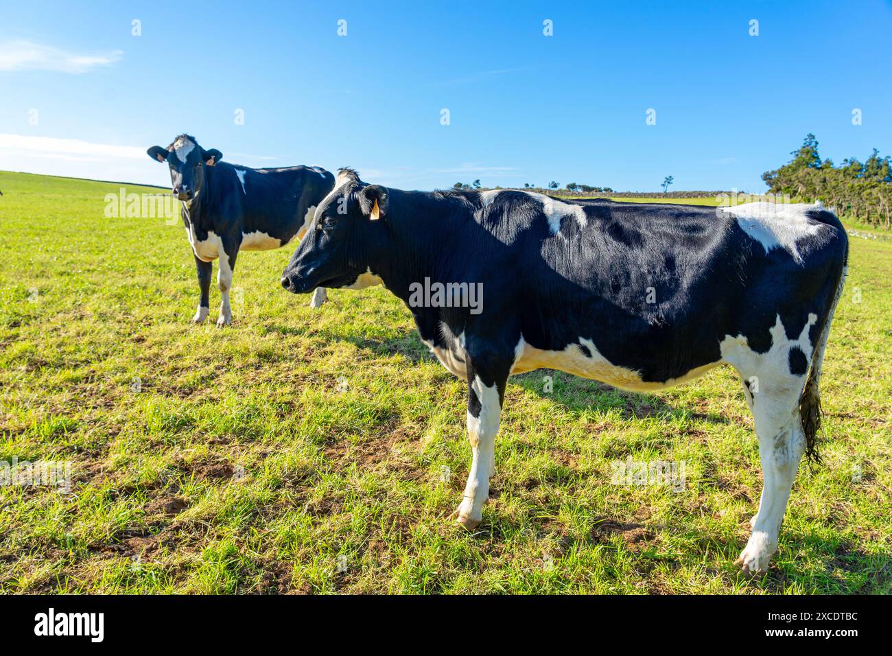 Cows with white and black skin without horns grazing in the 7 Fontes ...