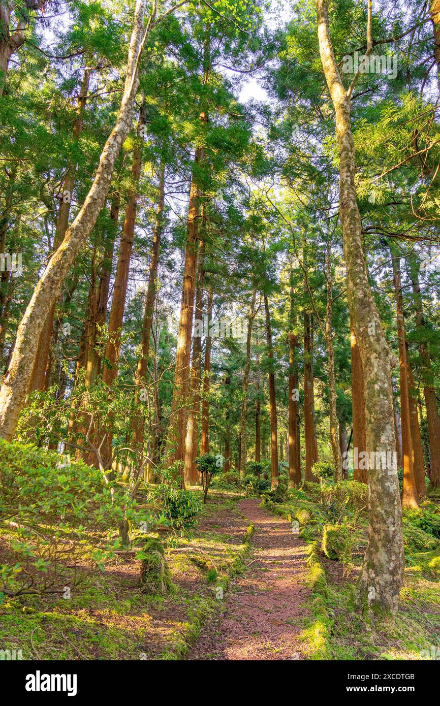 Road surrounded by trees in the late afternoon in the 7 Fontes forest ...