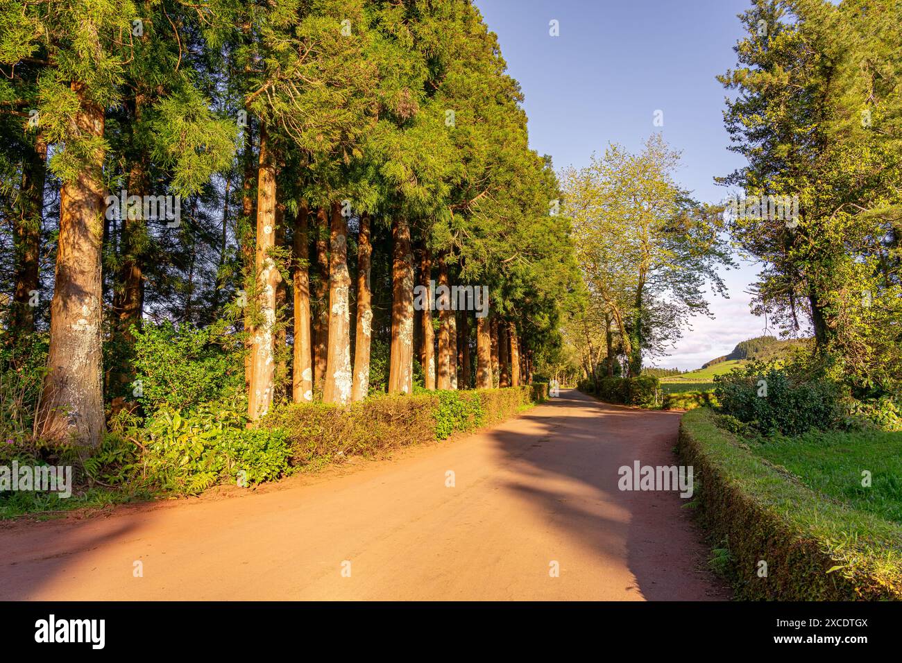 Road surrounded by trees in the late afternoon in the 7 Fontes forest ...