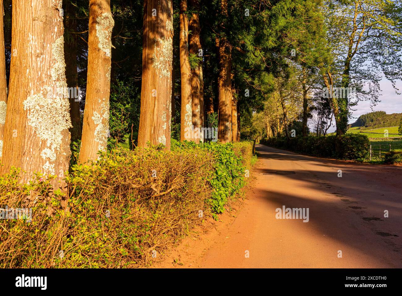 Road surrounded by trees in the late afternoon in the 7 Fontes forest ...