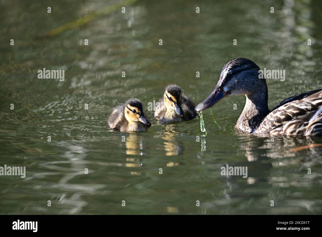 Mallard duck mother hi-res stock photography and images - Alamy