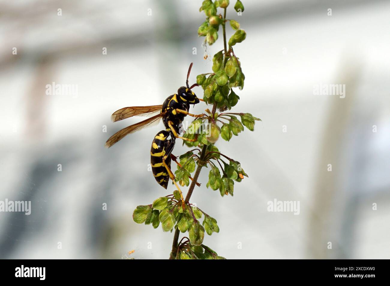Paper wasp Polistes nimpha, family Vespidae. On flowers of a species of ...