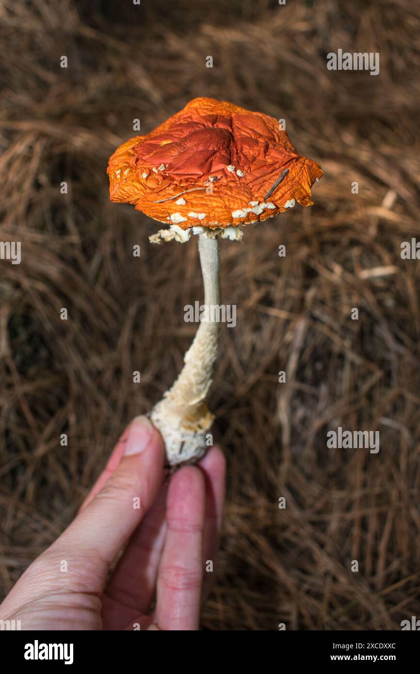 Old and dried Amanita muscaria (Fly agaric) mushroom in Sao Francisco ...