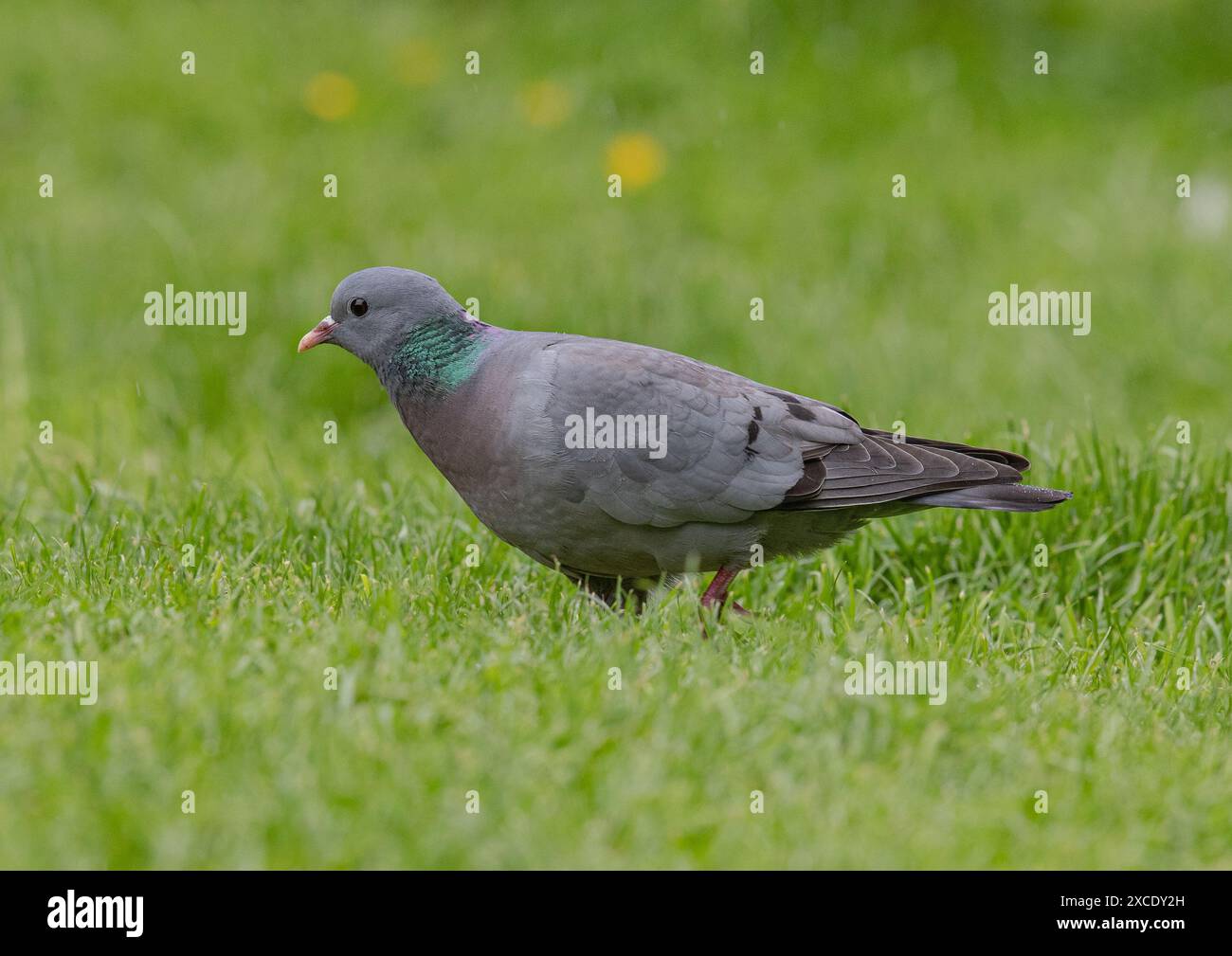 A colourful Stock Dove (Columba oenas) , showing the iridescent green ...