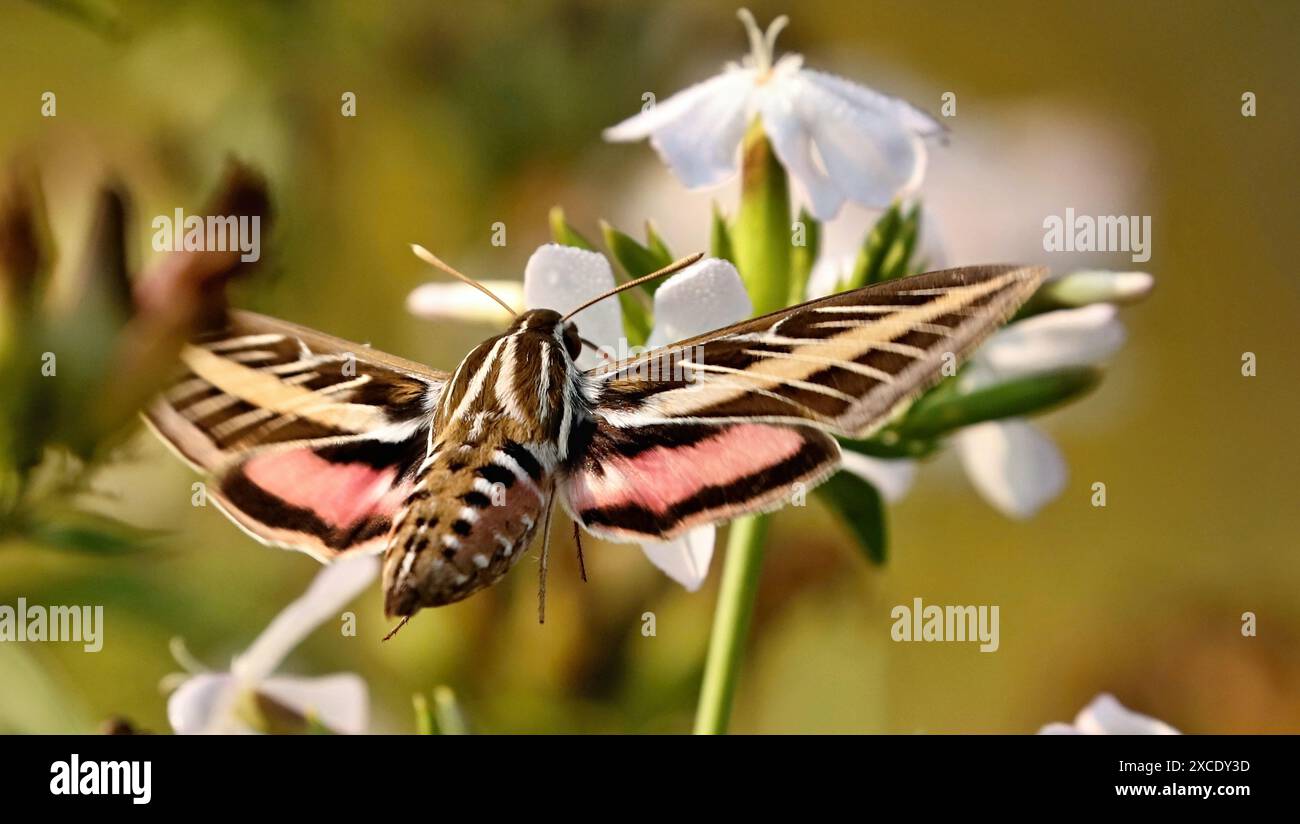 White-lined sphinx (Hyles lineata) sometimes known as a "hummingbird ...