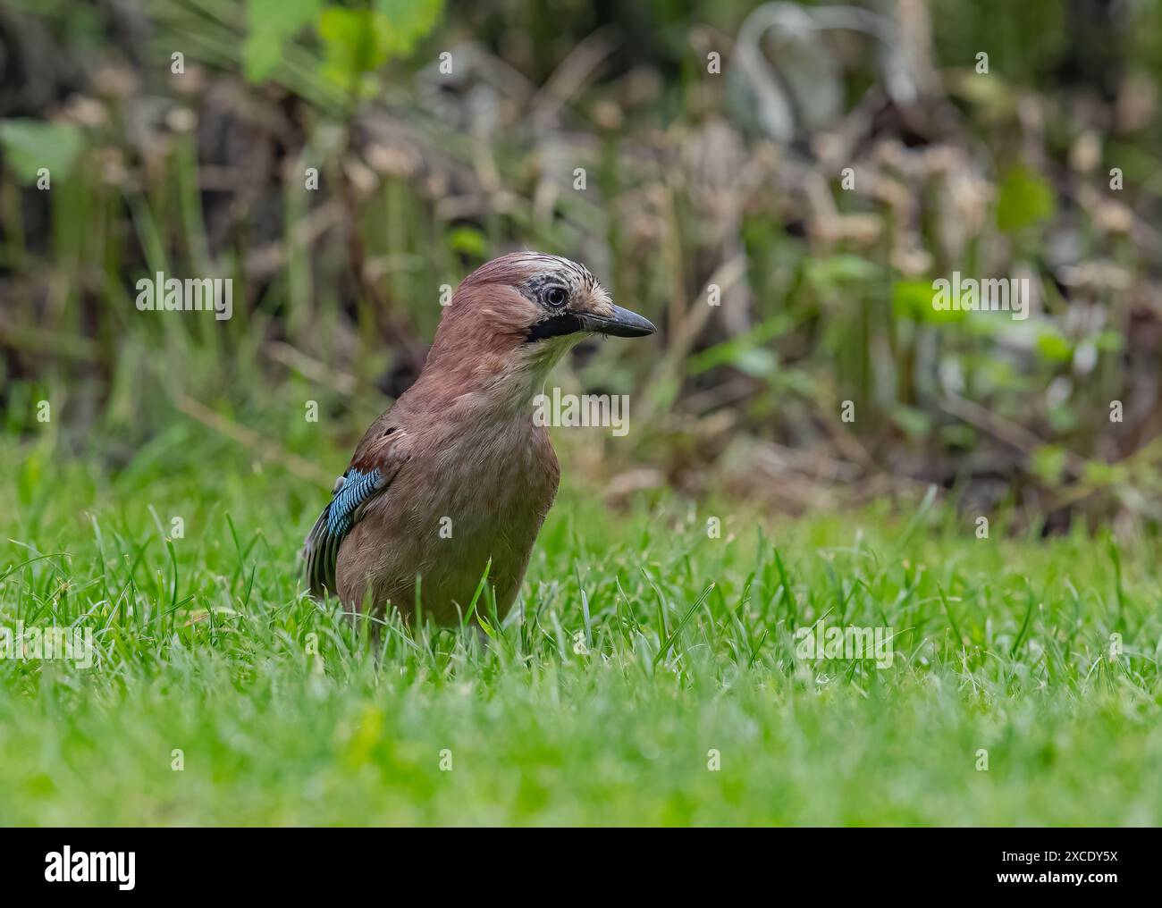A cheeky Jay ( Garrulus glandarius) with colourful feathers looking for ...