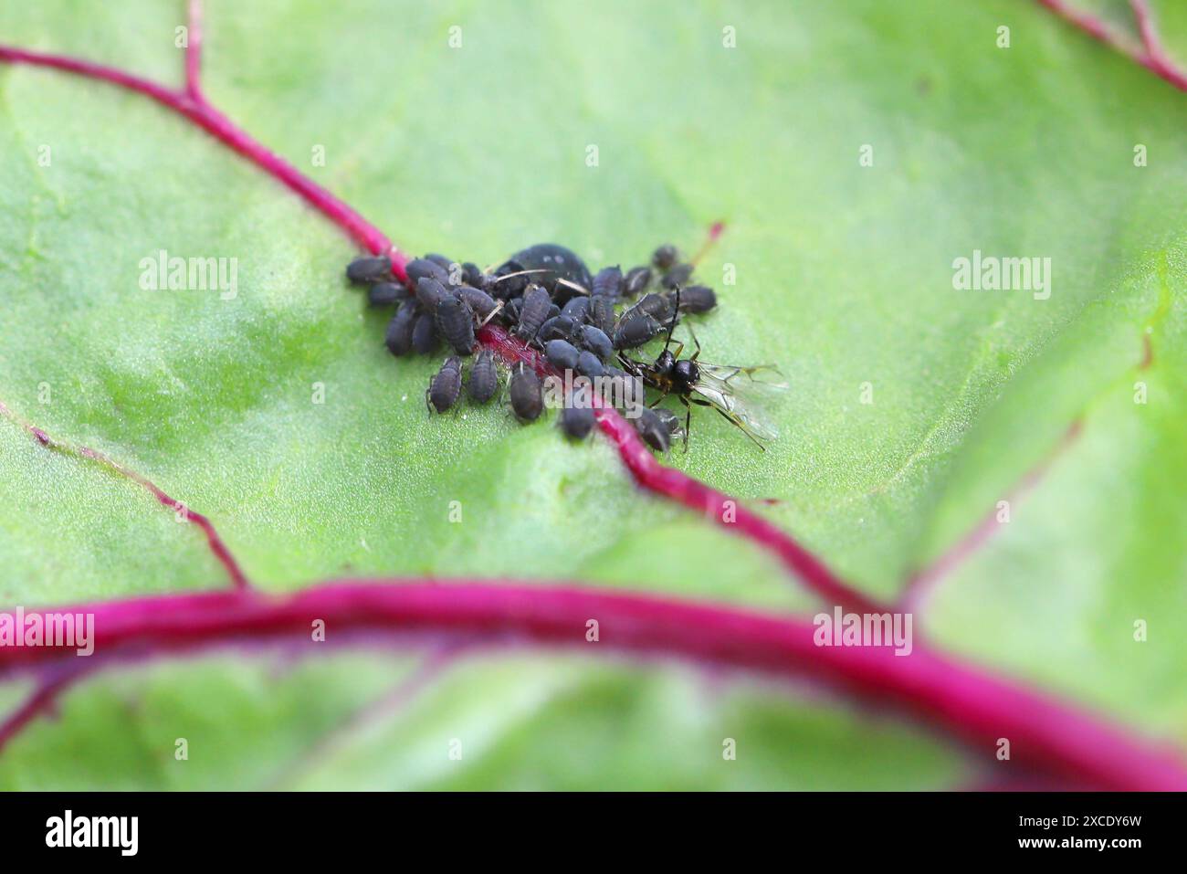 Tiny parasitoid wasp that use aphids as their hosts Aphidiidae ...