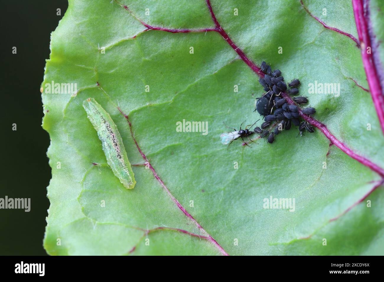 Tiny parasitoid wasp that use aphids as their hosts Aphidiidae ...