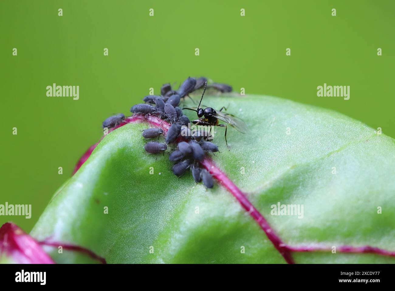 Tiny parasitoid wasp that use aphids as their hosts Aphidiidae ...