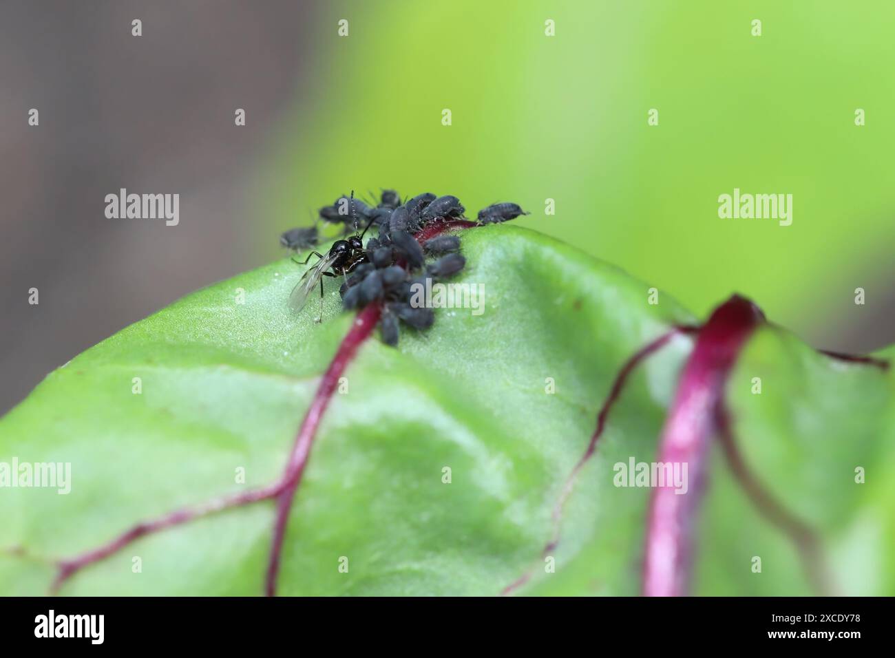 Tiny parasitoid wasp that use aphids as their hosts Aphidiidae ...