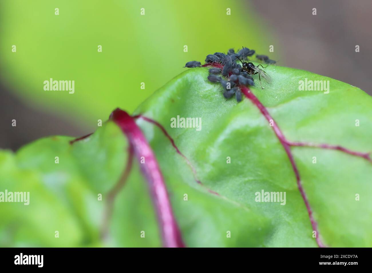 Tiny parasitoid wasp that use aphids as their hosts Aphidiidae ...