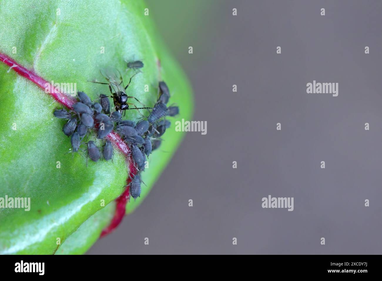 Tiny parasitoid wasp that use aphids as their hosts Aphidiidae ...