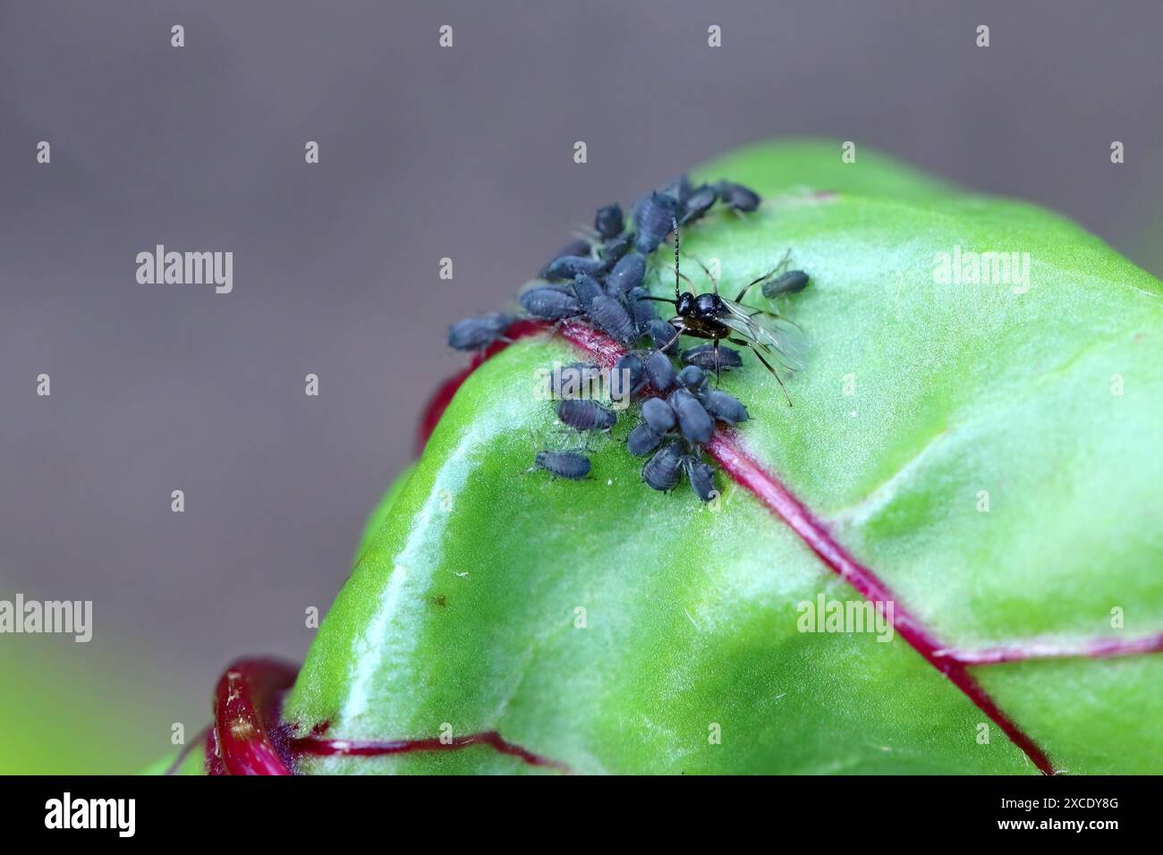 Tiny parasitoid wasp that use aphids as their hosts Aphidiidae ...