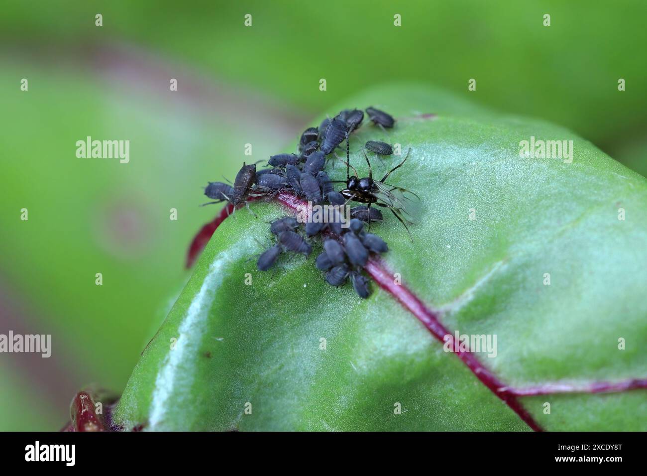 Tiny parasitoid wasp that use aphids as their hosts Aphidiidae ...