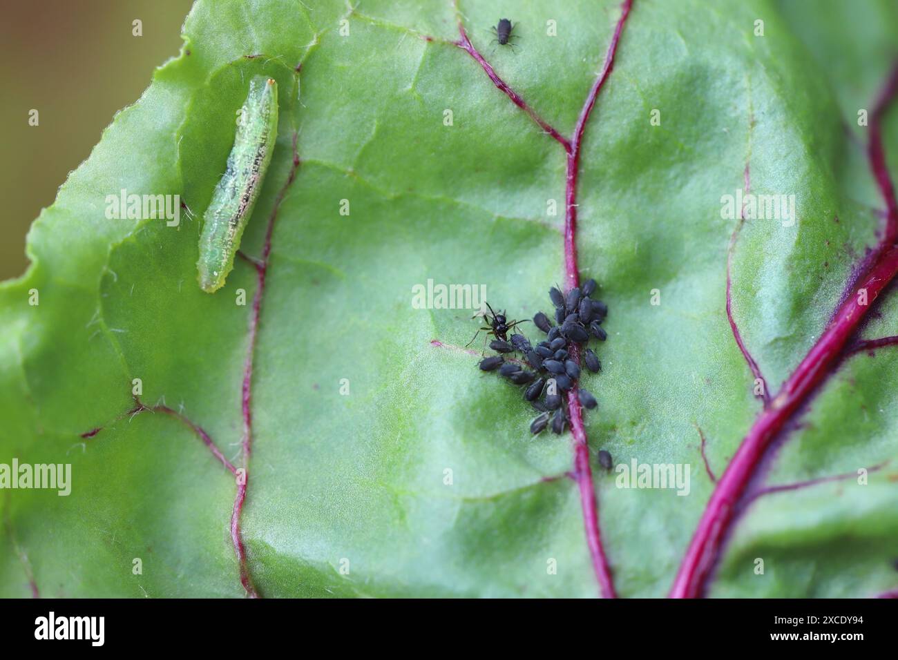 Tiny parasitoid wasp that use aphids as their hosts Aphidiidae ...
