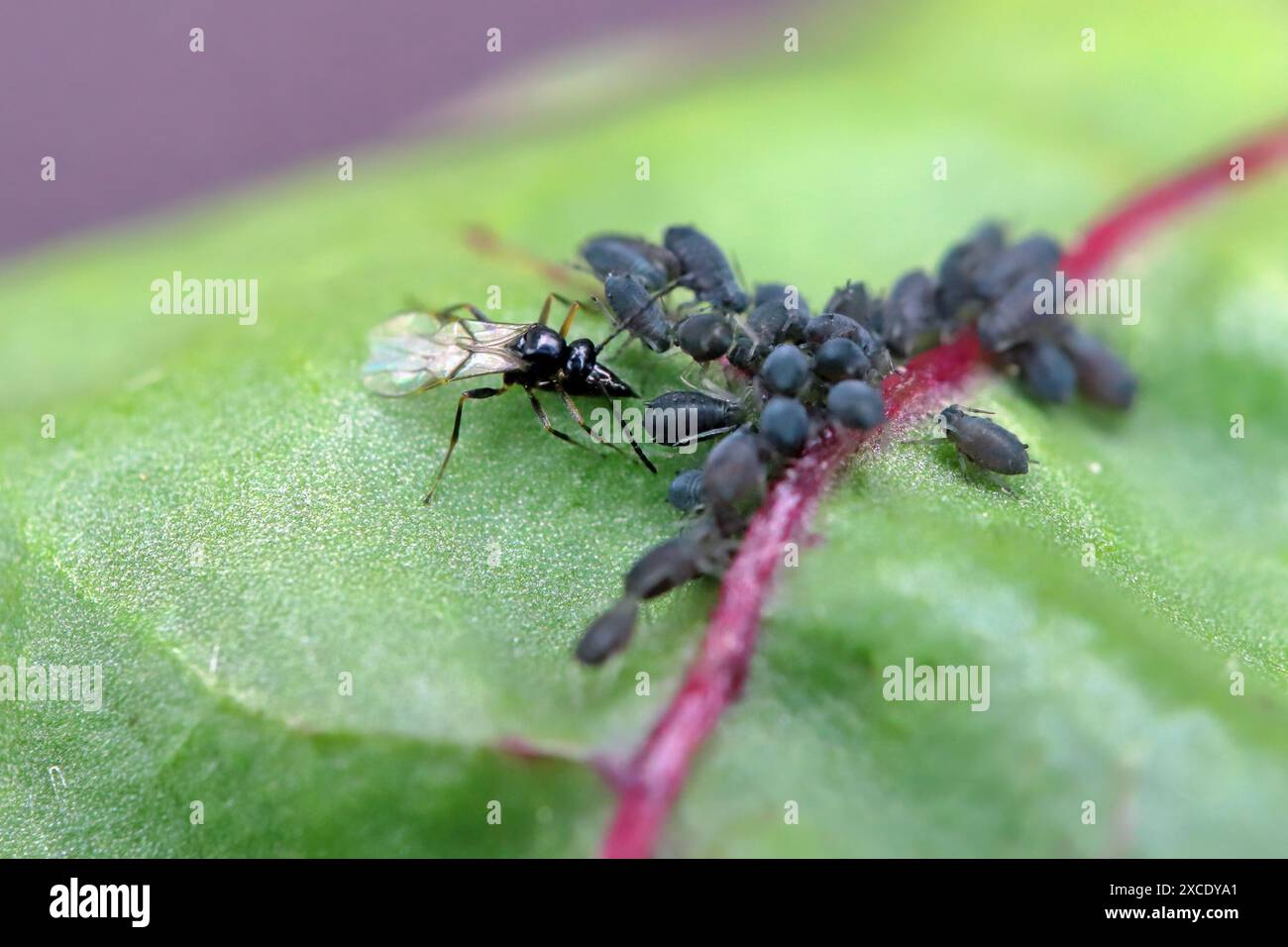 Tiny parasitoid wasp that use aphids as their hosts Aphidiidae ...