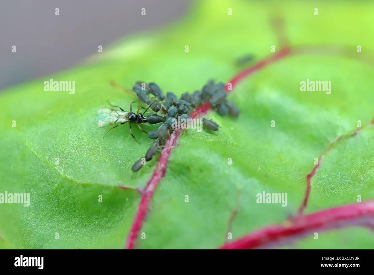 Tiny parasitoid wasp that use aphids as their hosts Aphidiidae ...