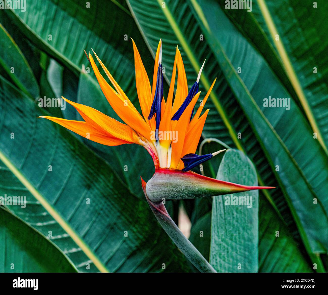 Bird Of Paradise flower (Strelitzia reginae) in full bloom in tropical ...