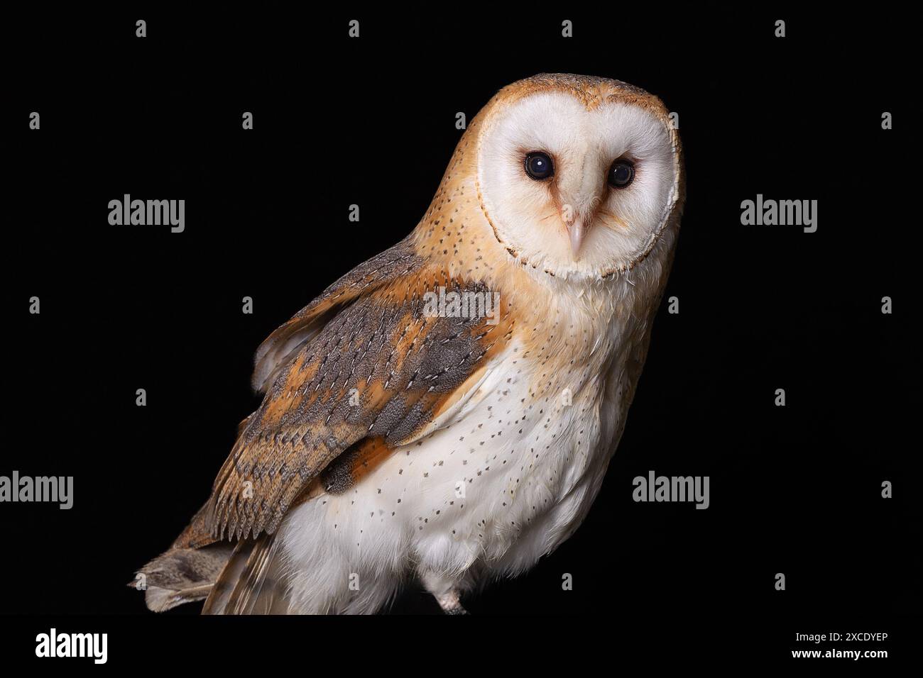 A close up portrait of a barn owl, tyto alba. It is taken in a studio ...