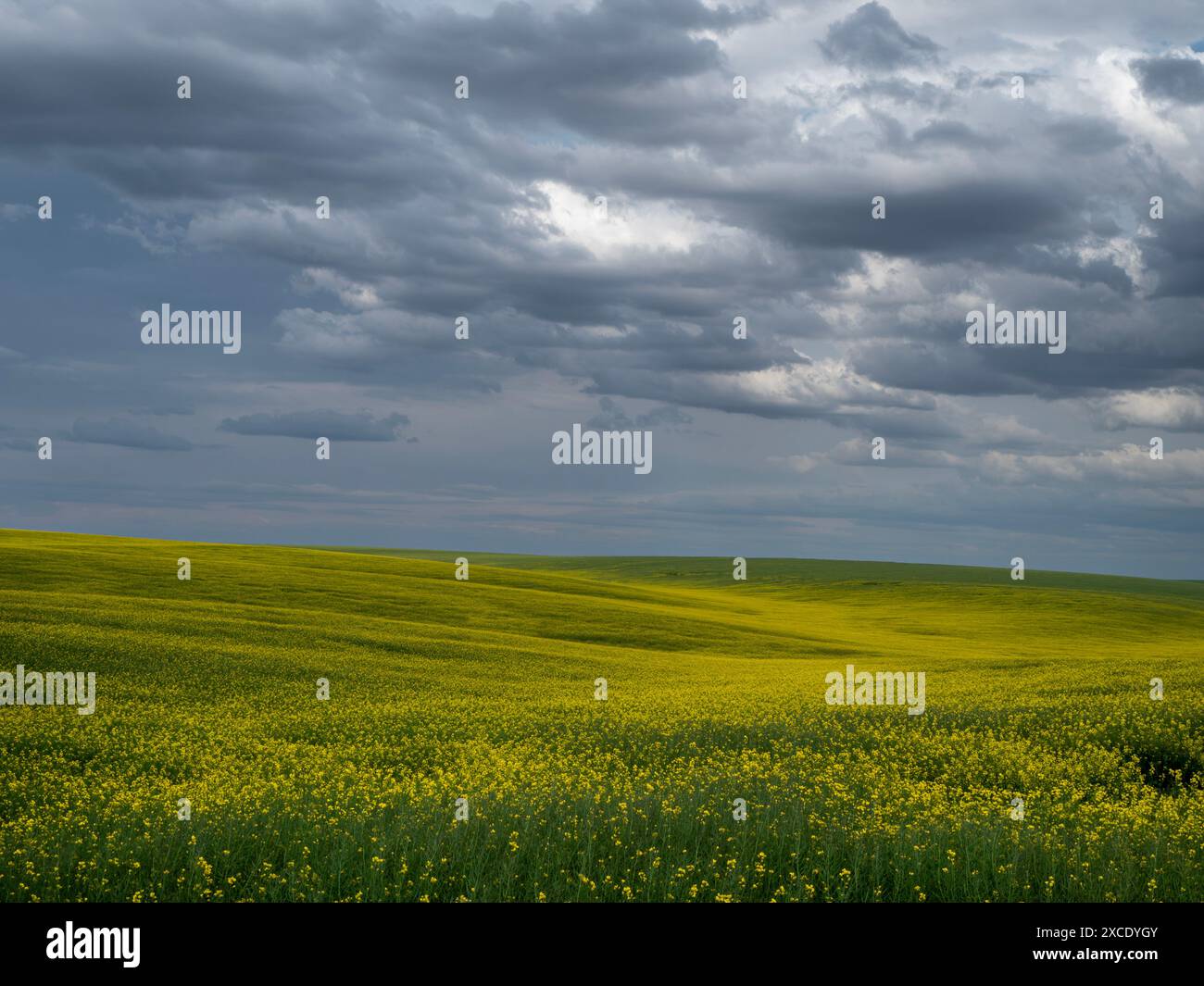Endless canola field in yellow hi-res stock photography and images - Alamy