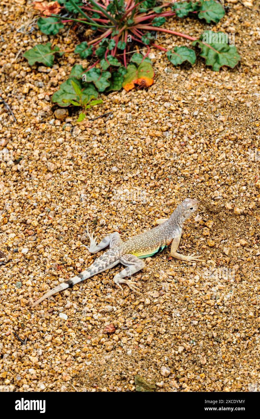 Young; desert iguana; Dipsosaurus dorsalis; Joshua Tree National Park ...