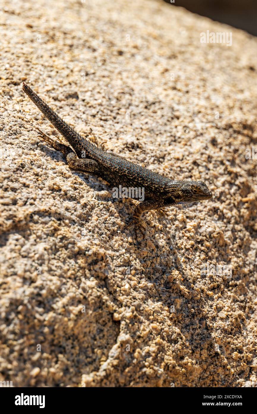 Common chuckwalla; Sauromalus ater; lizard; Joshua Tree National Park ...
