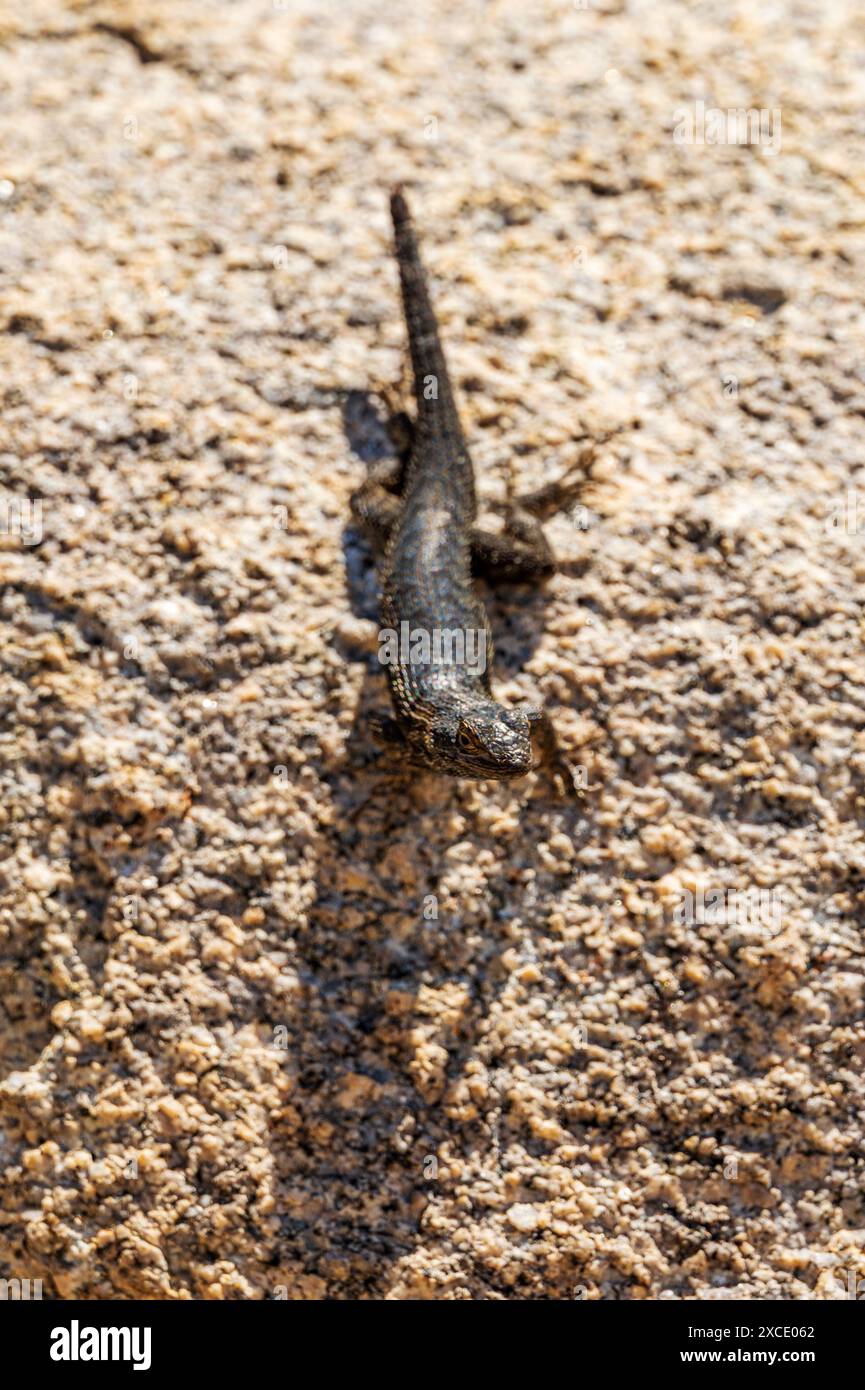Common chuckwalla; Sauromalus ater; lizard; Joshua Tree National Park ...