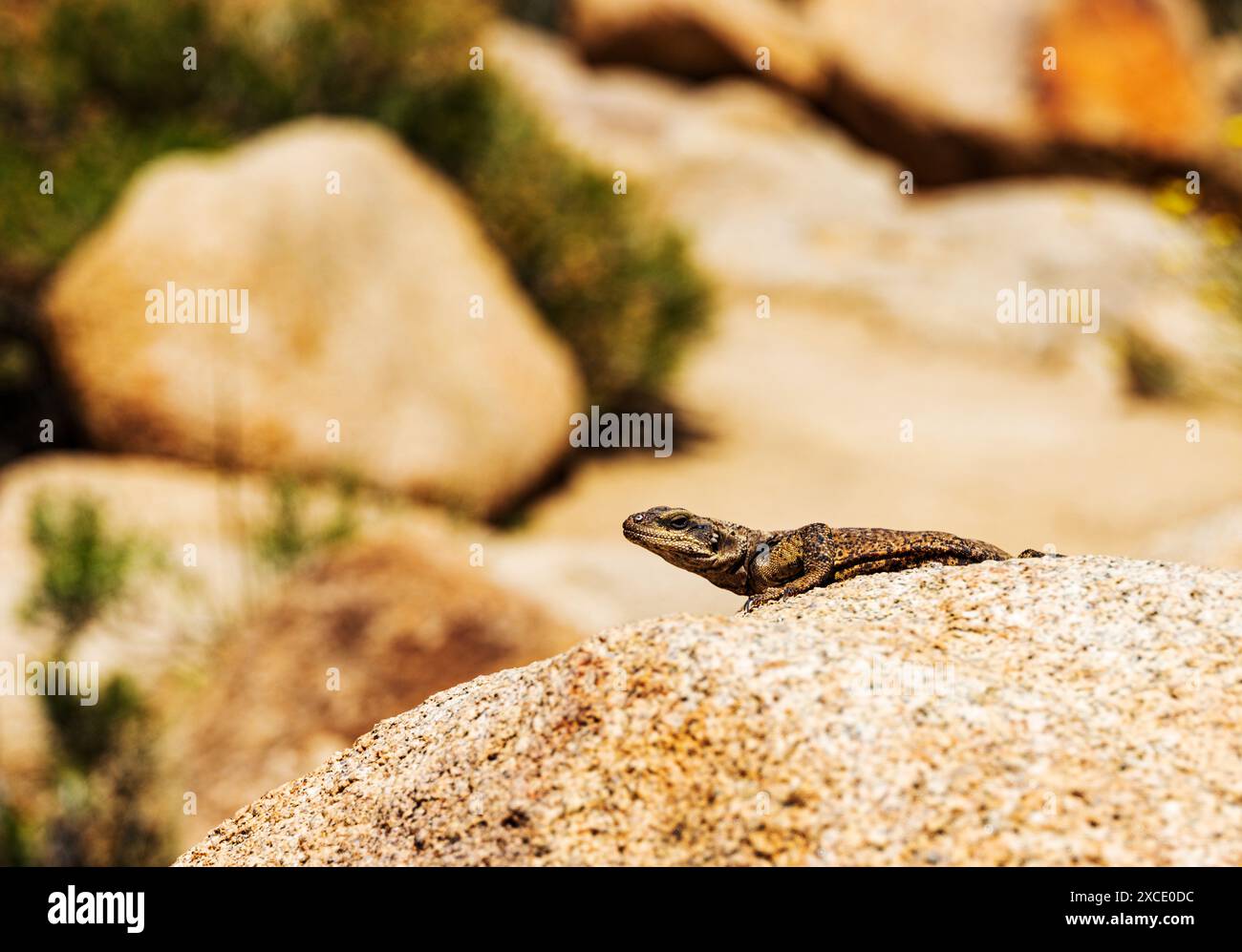 Common chuckwalla; Sauromalus ater; lizard; Joshua Tree National Park ...