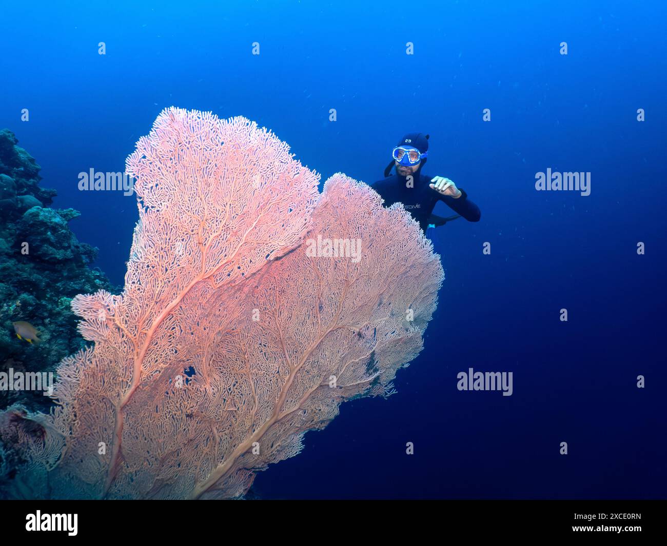Diver looking at huge human-size fan coral while underwater adventure ...