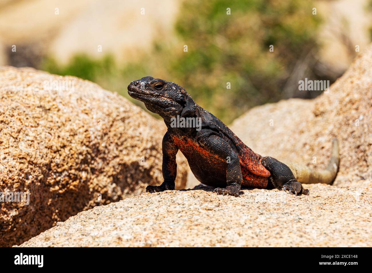Common chuckwalla; Sauromalus ater; lizard; Joshua Tree National Park ...