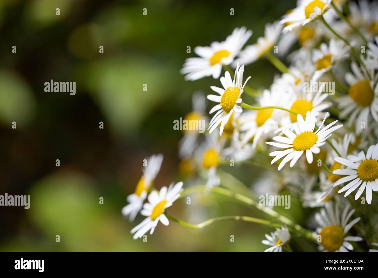 Daisy Blooms with Text Space Stock Photo - Alamy
