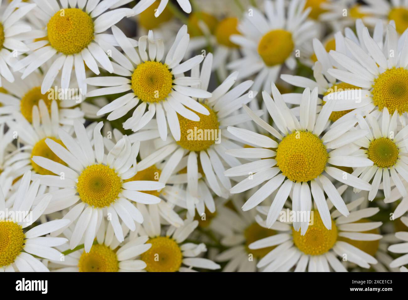Daisies in full bloom hi-res stock photography and images - Alamy