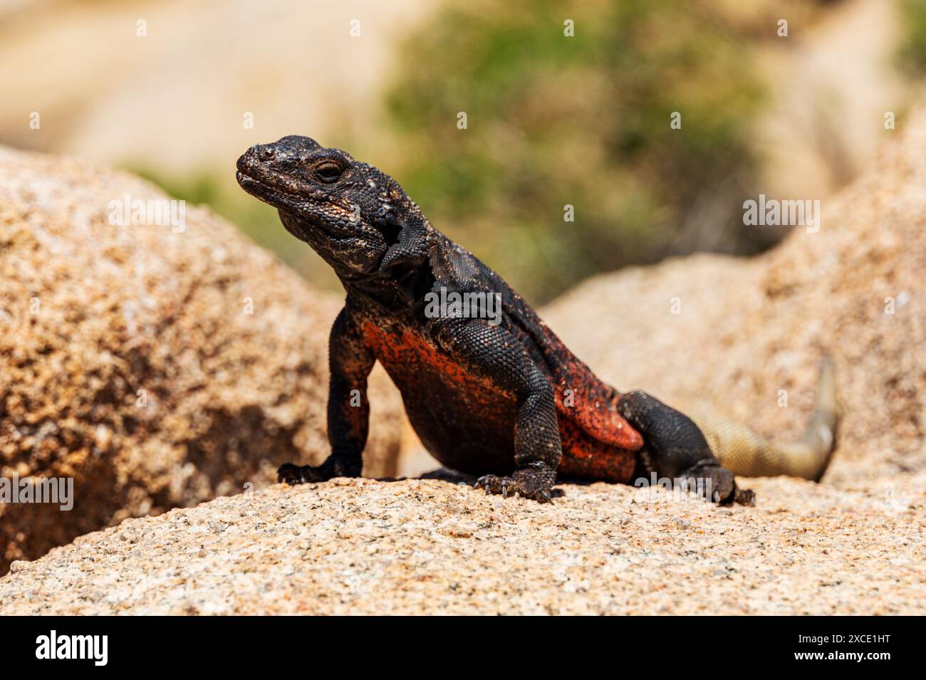 Common chuckwalla; Sauromalus ater; lizard; Joshua Tree National Park ...